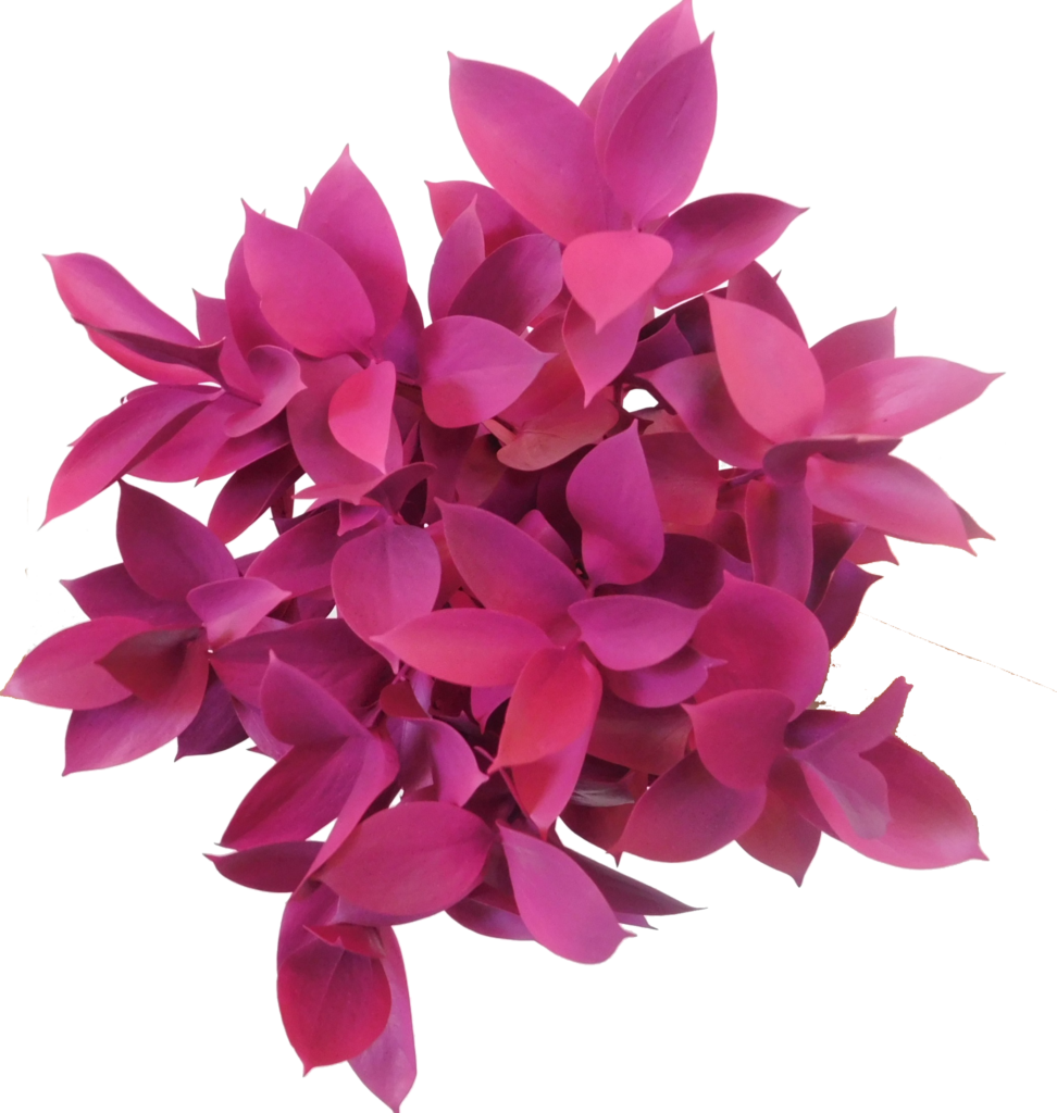 Israeli Ruscus Sprayed - Flowerlist Farms